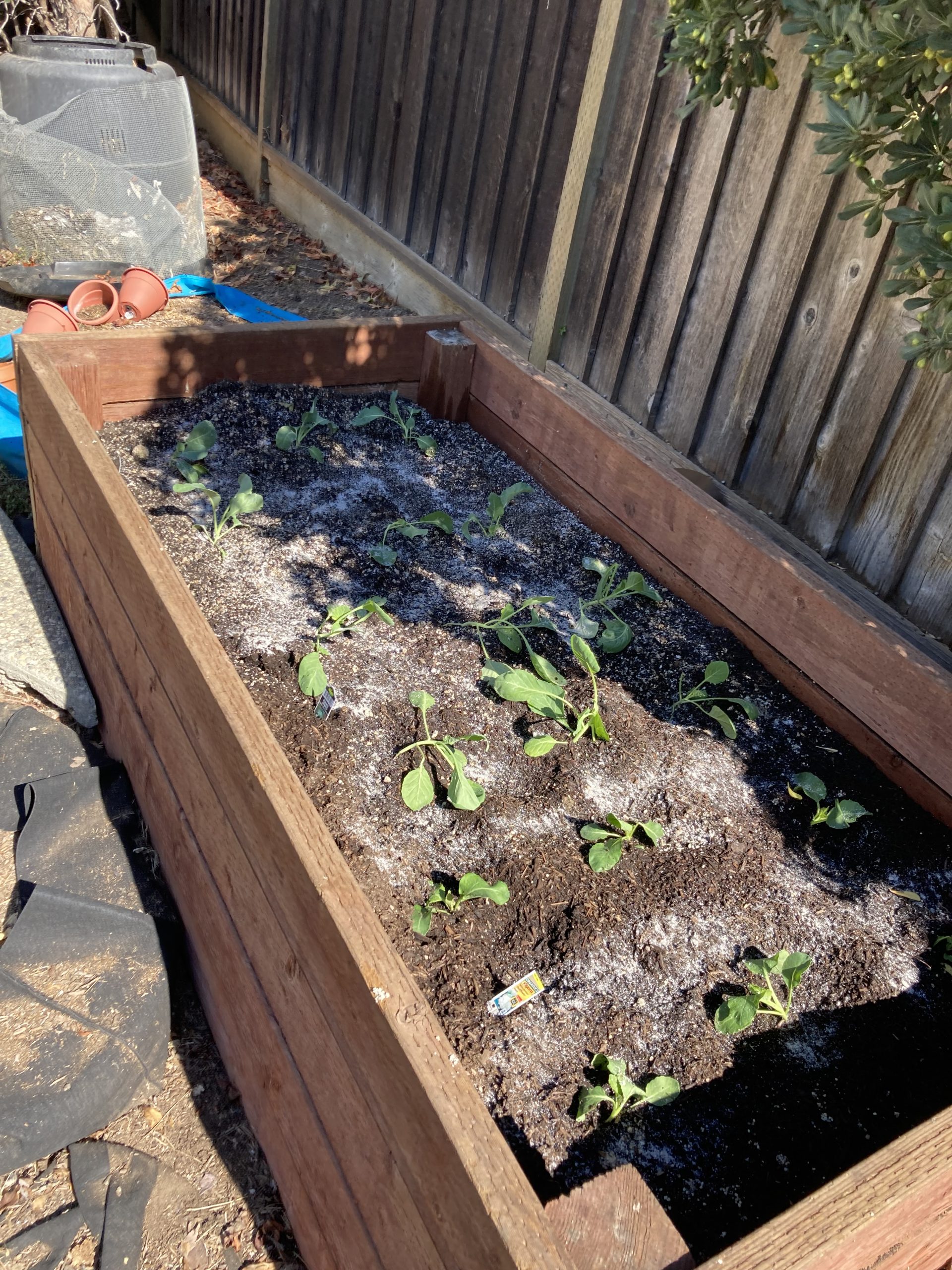 Day One of Winter Garden 2022 – Lara's Suburban Vegetable Garden