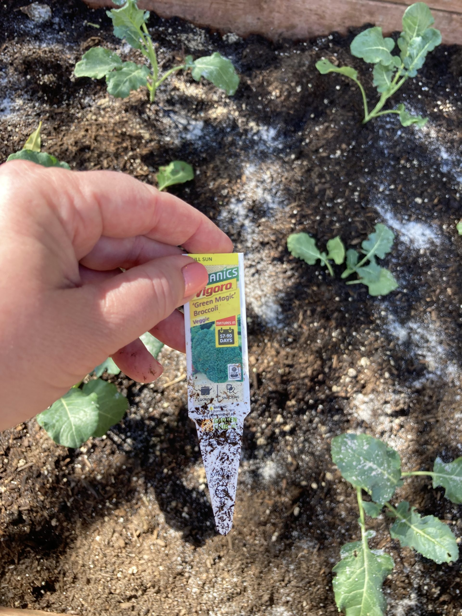 Day One of Winter Garden 2022 – Lara's Suburban Vegetable Garden