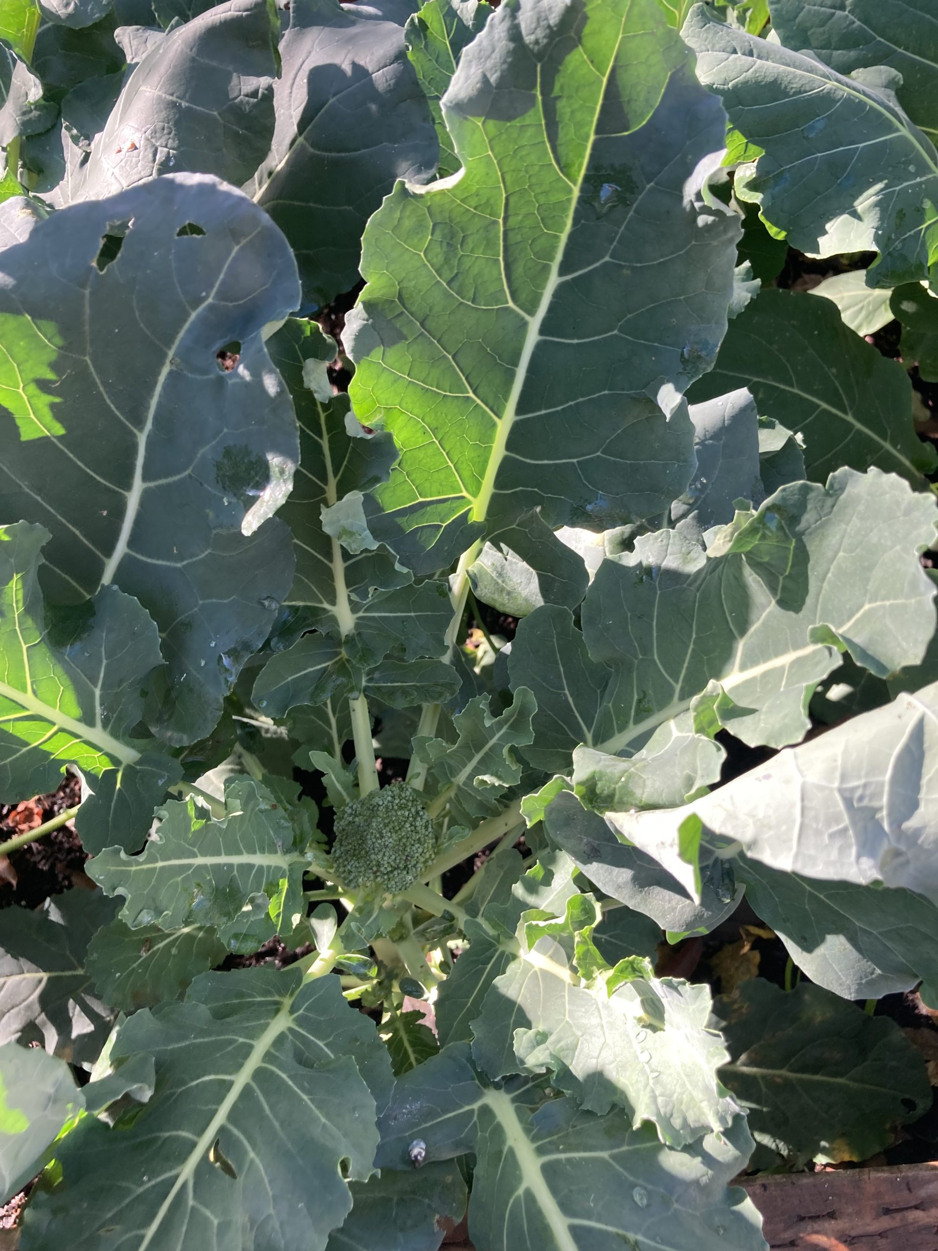 New Years Garden Update – Lara's Suburban Vegetable Garden