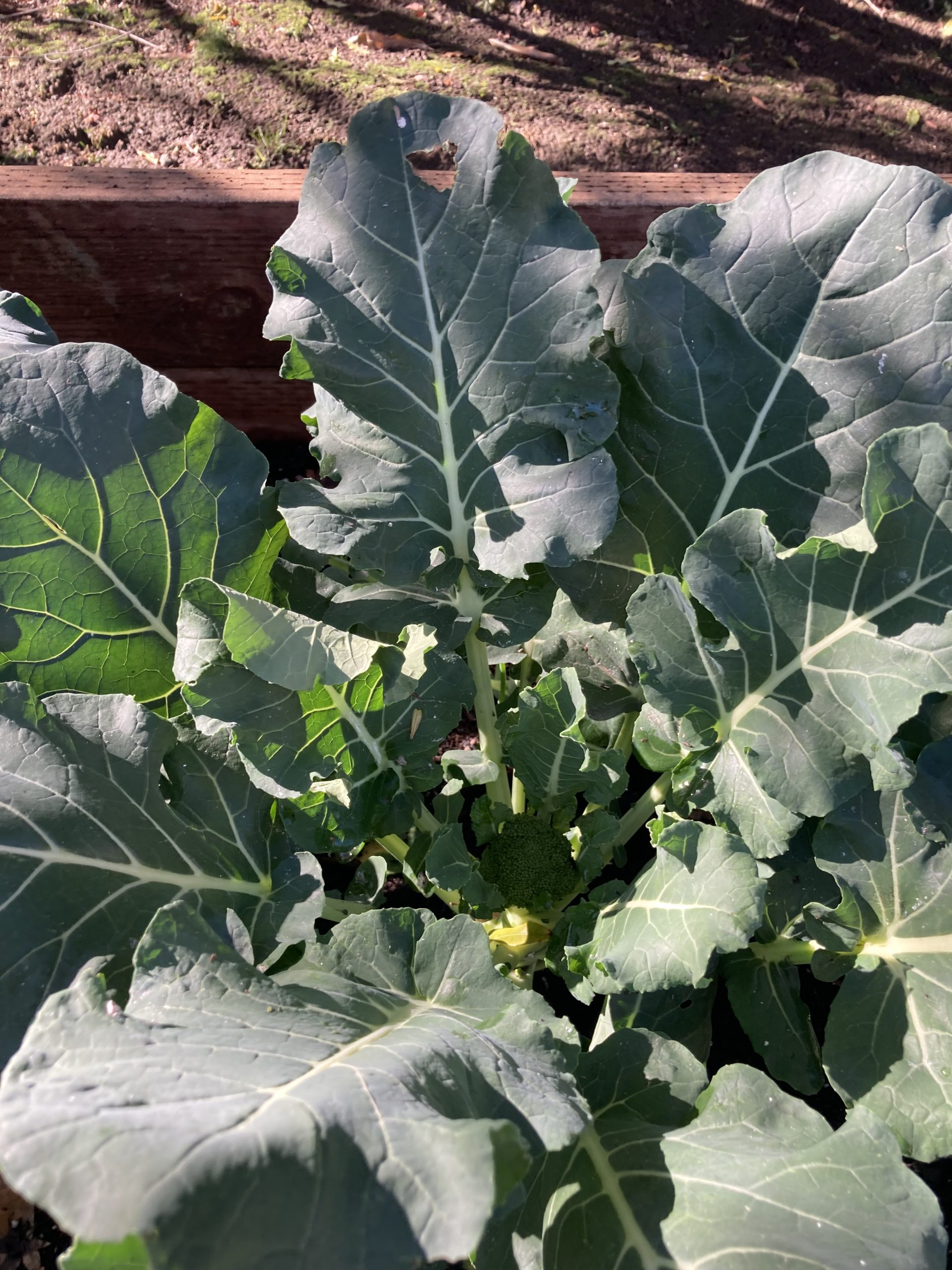 New Years Garden Update – Lara's Suburban Vegetable Garden
