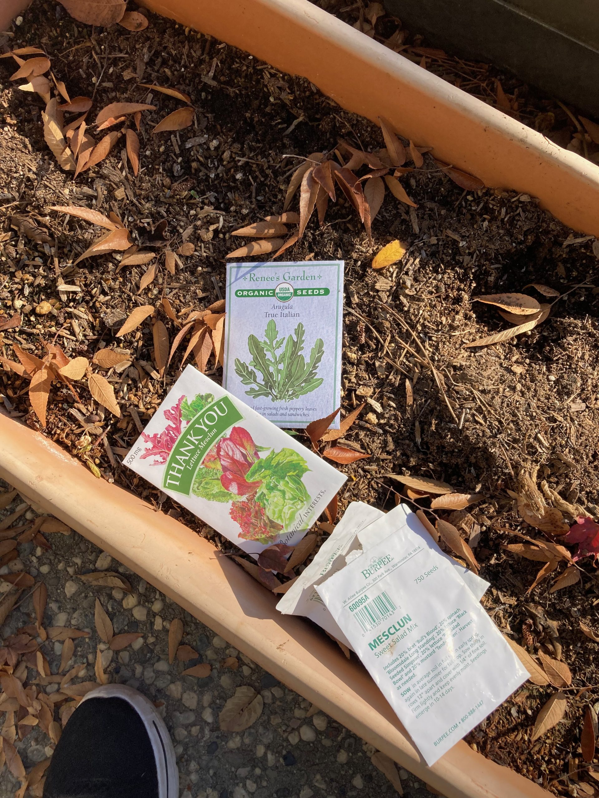 Trying to beat the rain – Lara's Suburban Vegetable Garden