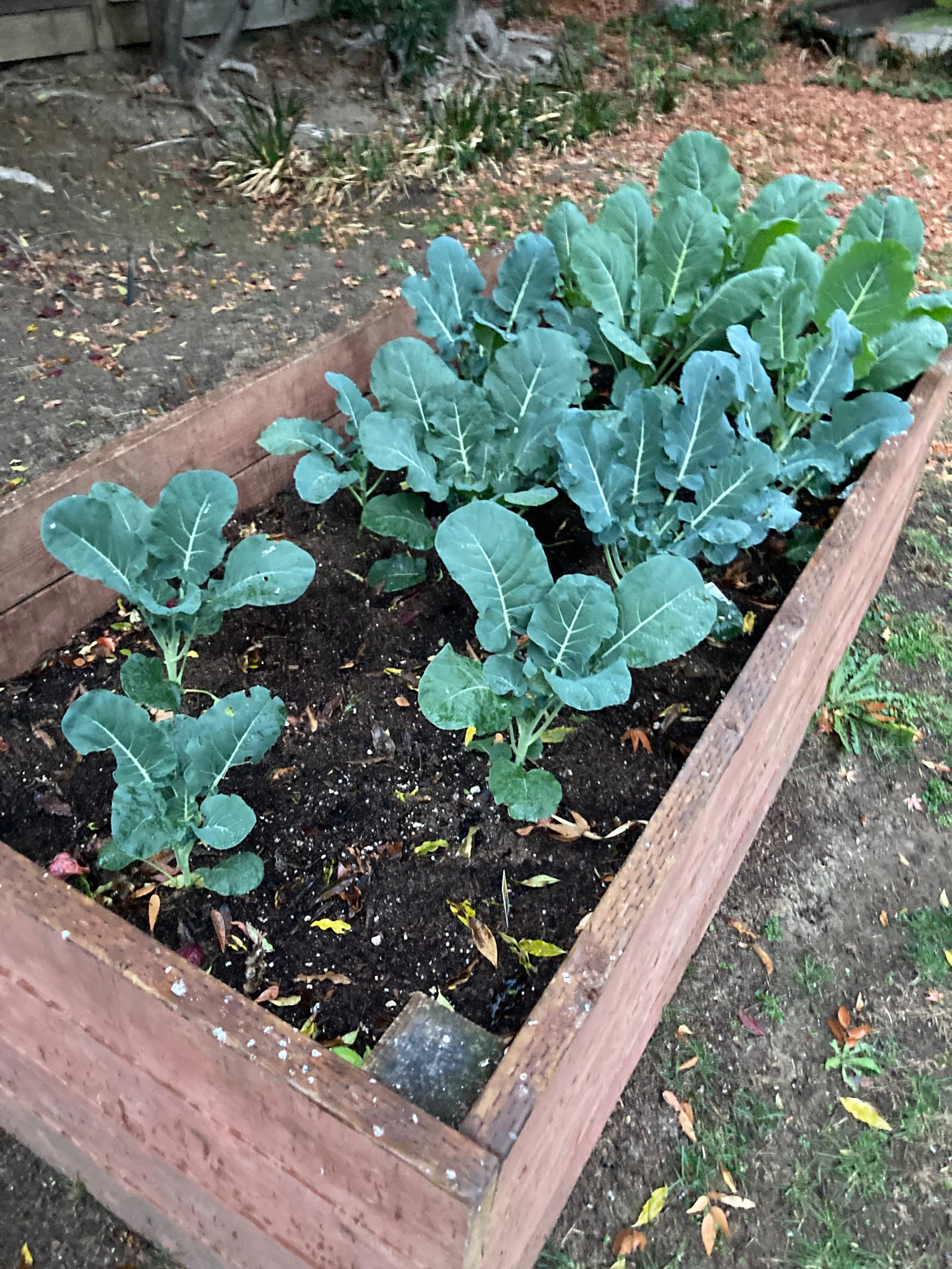 Trying to beat the rain – Lara's Suburban Vegetable Garden