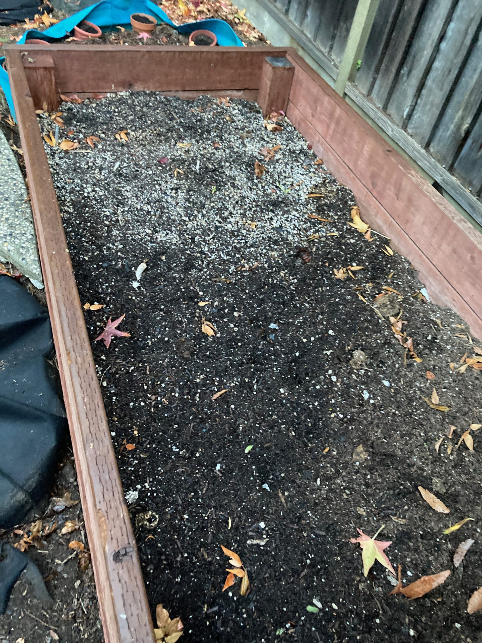 Trying to beat the rain – Lara's Suburban Vegetable Garden
